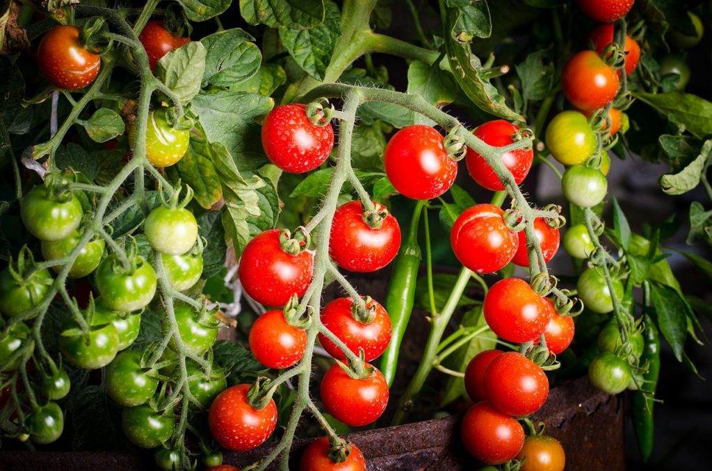 ᐅ Tomatenstauden im Garten anpflanzen ᐅ Unsere Tipps