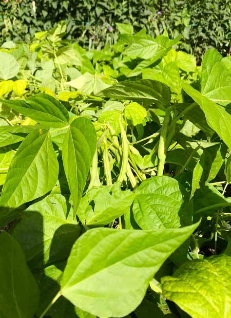 Buschbohnen Aussaat | gartenfreunde-ratgeber.de