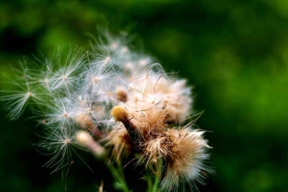 Disteln im Garten | gartenfreunde-ratgeber.de