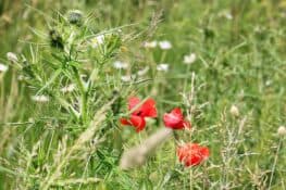 Disteln im Garten | gartenfreunde-ratgeber.de