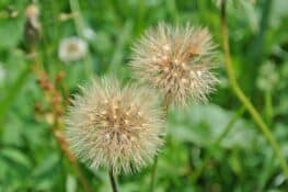 Disteln im Garten | gartenfreunde-ratgeber.de