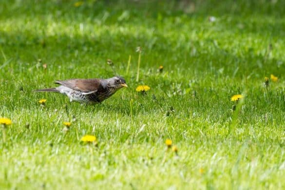 Disteln im Garten | gartenfreunde-ratgeber.de