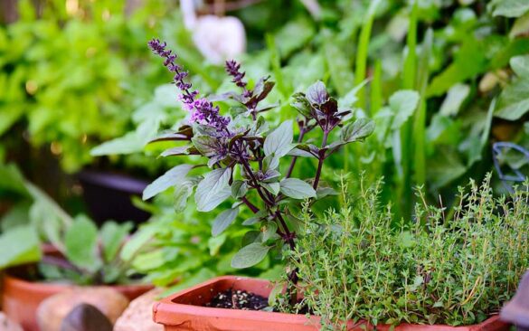 Balkonpflanzen für Halbschatten | gartenfreunde-ratgeber.de